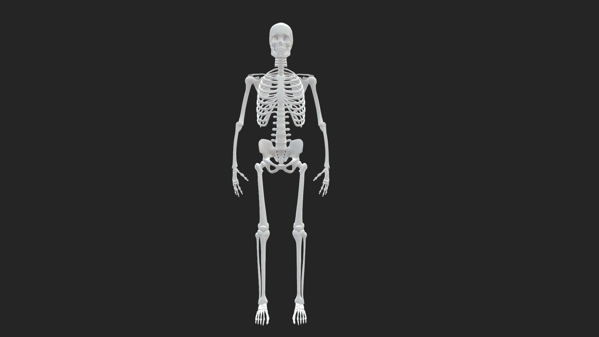 3D Skeleton Model - 3D model by chandu_ [e032d2f] - Sketchfab