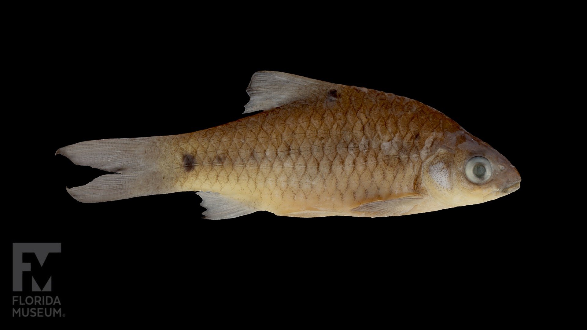 Cyprinid fish, Cyprinidae - 3D model by FloridaMuseum [e034b30] - Sketchfab