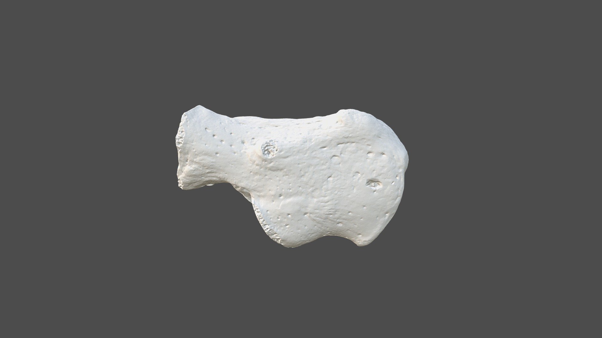 Right Calcaneus - 3D model by Wellesley College (@WellesleyCollege ...