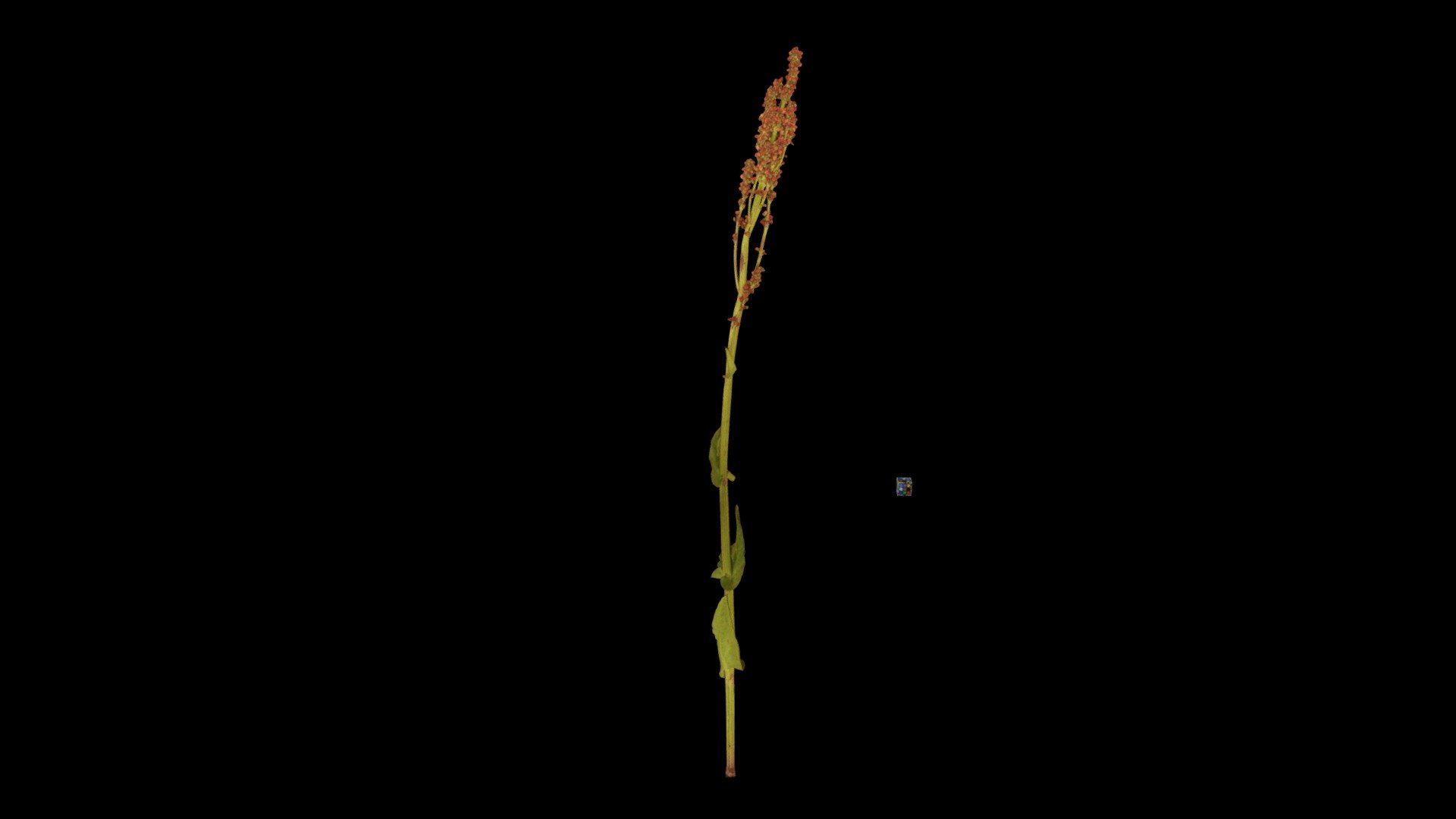 CC0 スイバ 雄株 Male, Common Sorrel, Rumex acetosa - Download Free 3D model ...