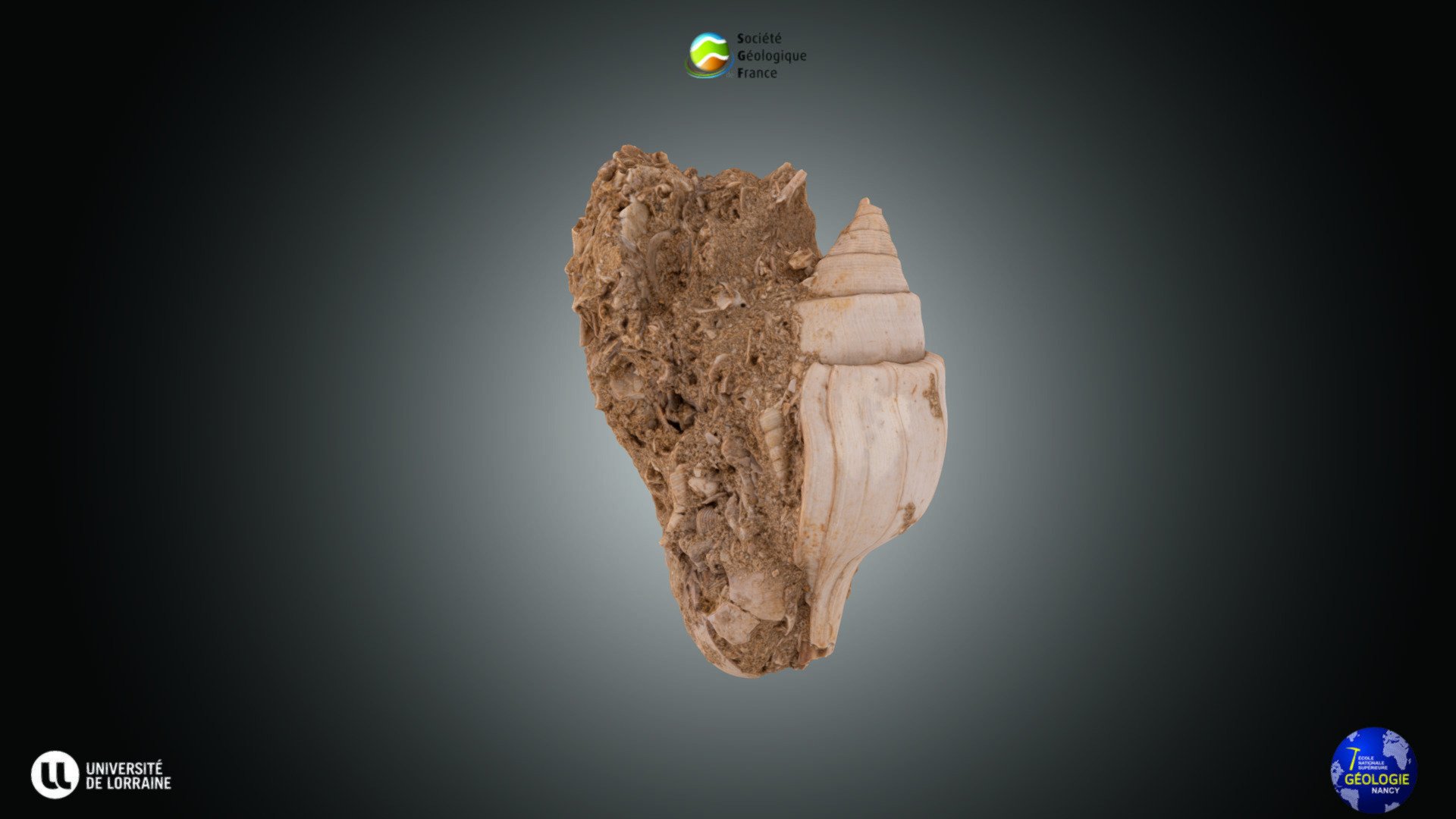 Gasteropode - Clavilithes sp. - Download Free 3D model by Société ...