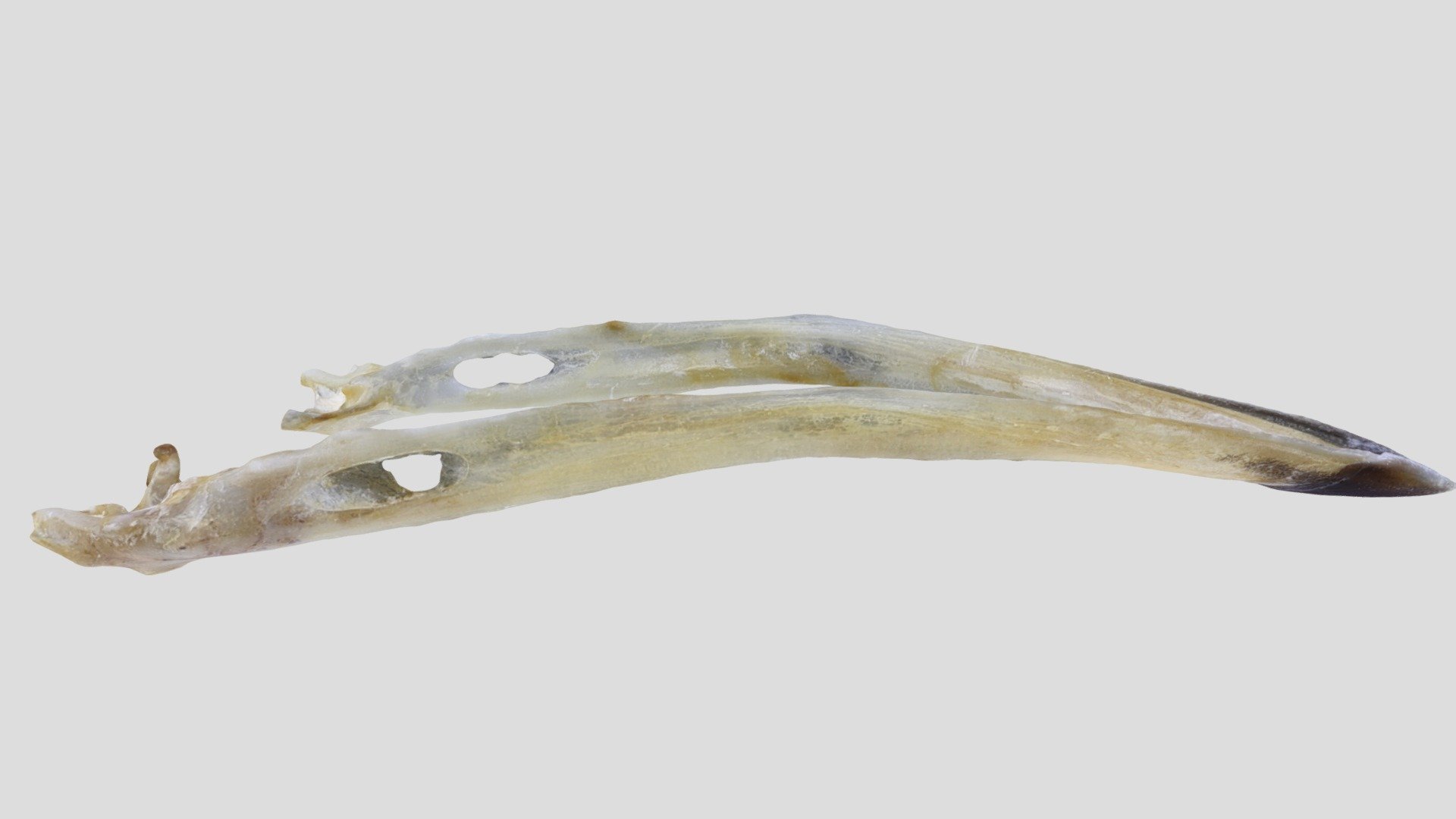 UWYMV:Bird:1291, Catharus ustulata, Mandible - Download Free 3D model ...