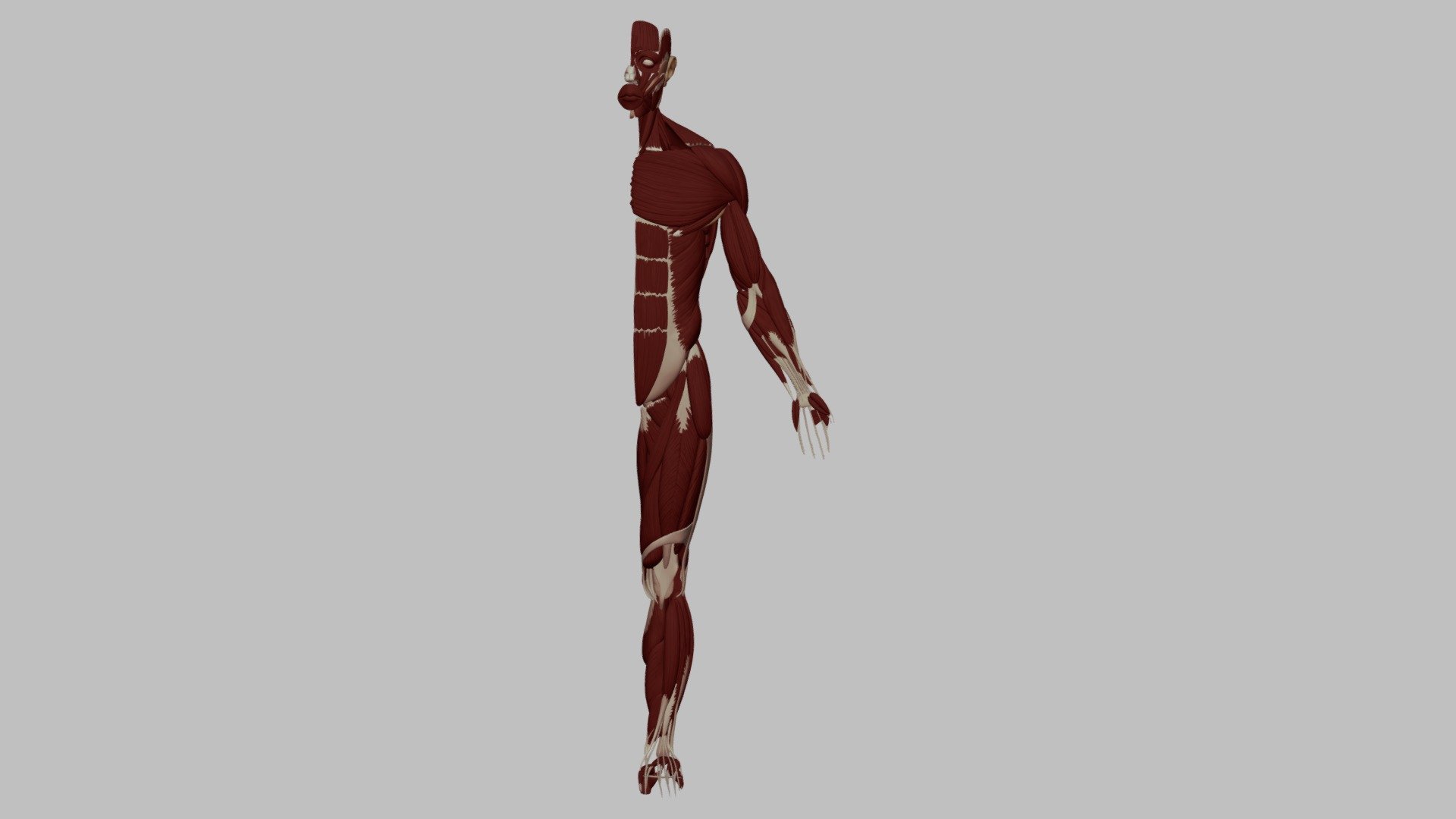 xyan_muscles - 3D model by XiaoxiYan [e047af5] - Sketchfab