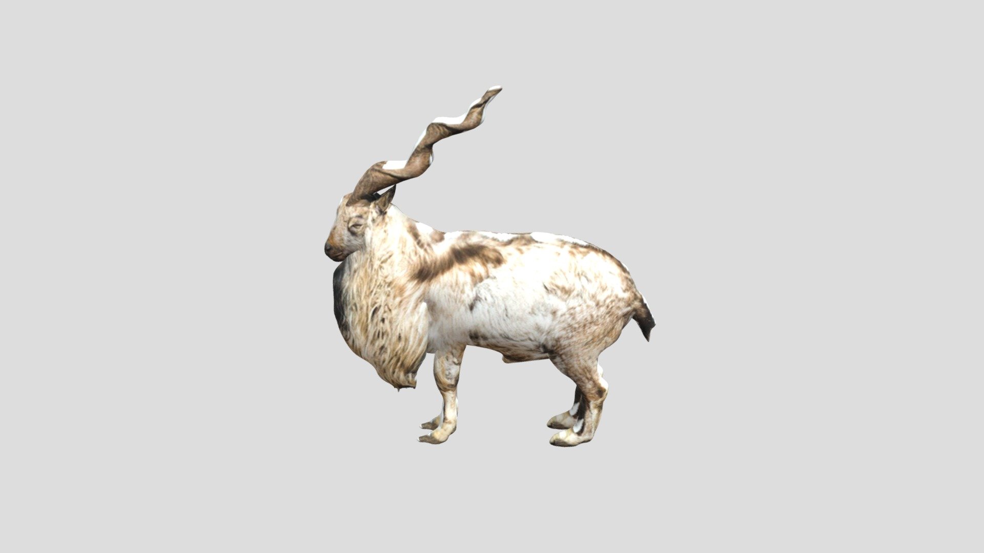 Markhor - Download Free 3D model by Rainbow Yoshi Gun (@yoshi2024-2025 ...