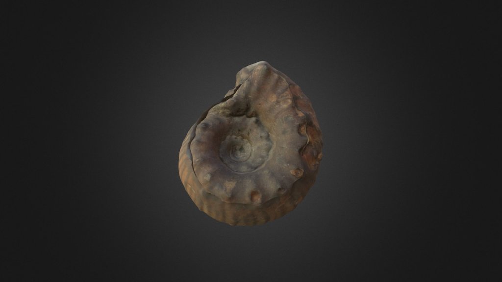Ammonite - 3D model by inp3d [e04a2d7] - Sketchfab