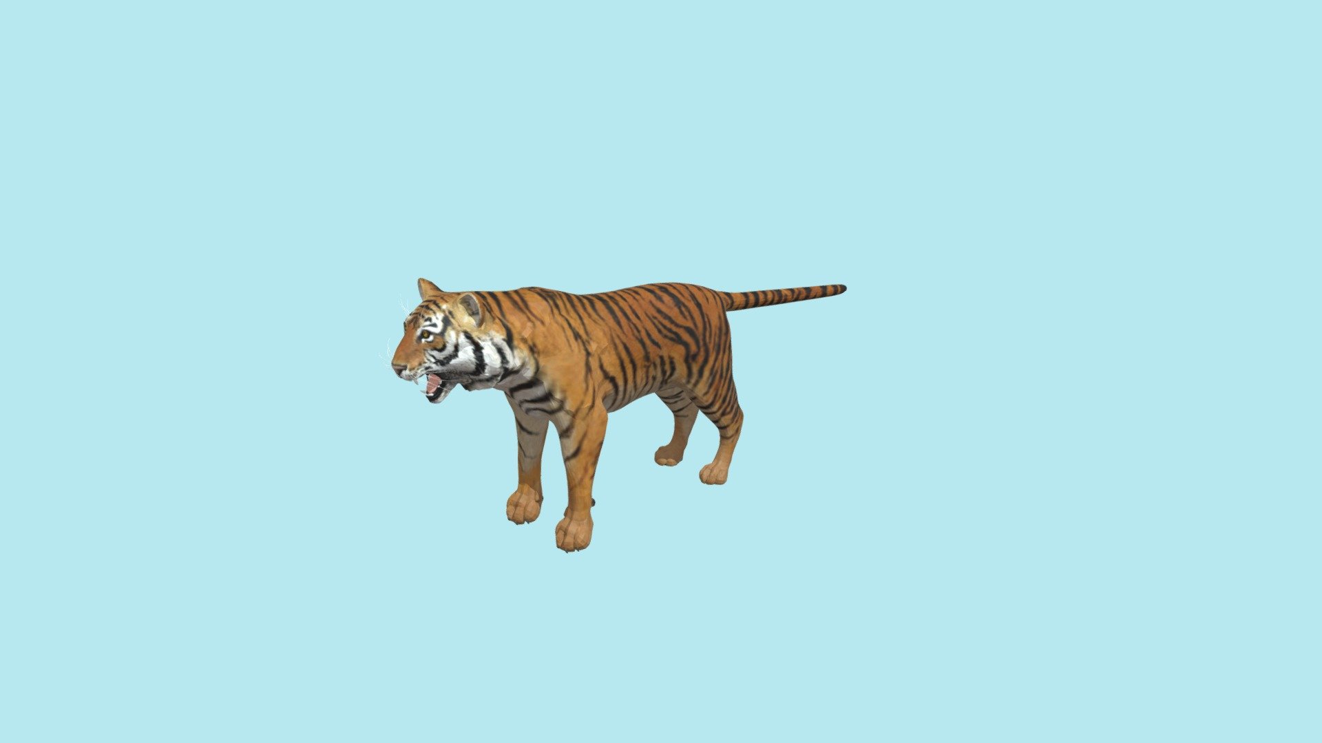 Тигр - Download Free 3D model by mariaagapova29 [e04b202] - Sketchfab