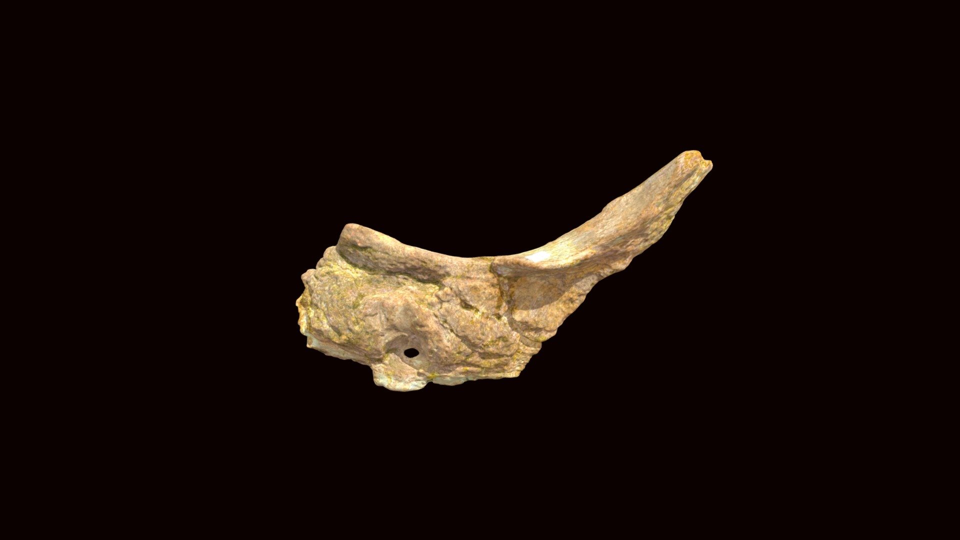 Mastodon Jaw Fragment (VCU_3D_2779) - 3D model by Virtual Curation Lab ...