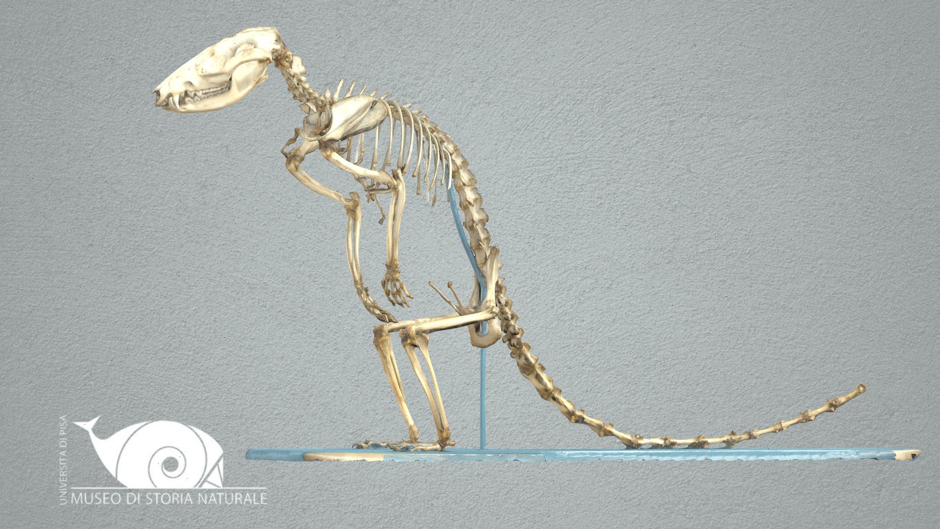 Anderson’s four-eyed opossum - 3D model by Natural History Museum ...