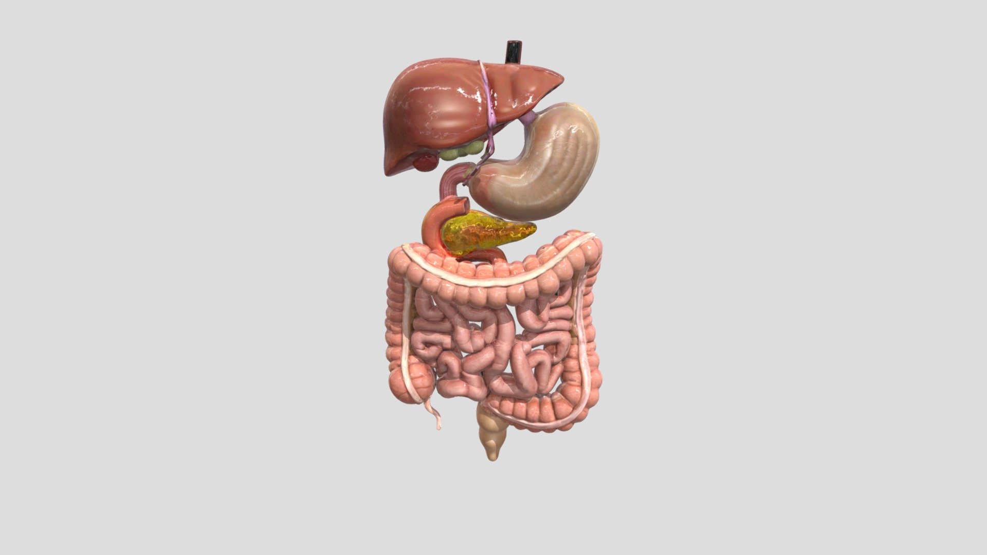 Digestive System - Download Free 3D model by jrdnether [e05132b ...