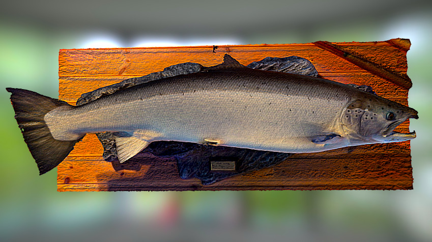 Trophy Norwegian Salmon - Download Free 3D model by Jeffrey Tuhtan ...