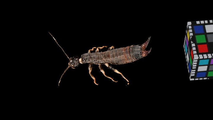 Earwig 3D models - Sketchfab