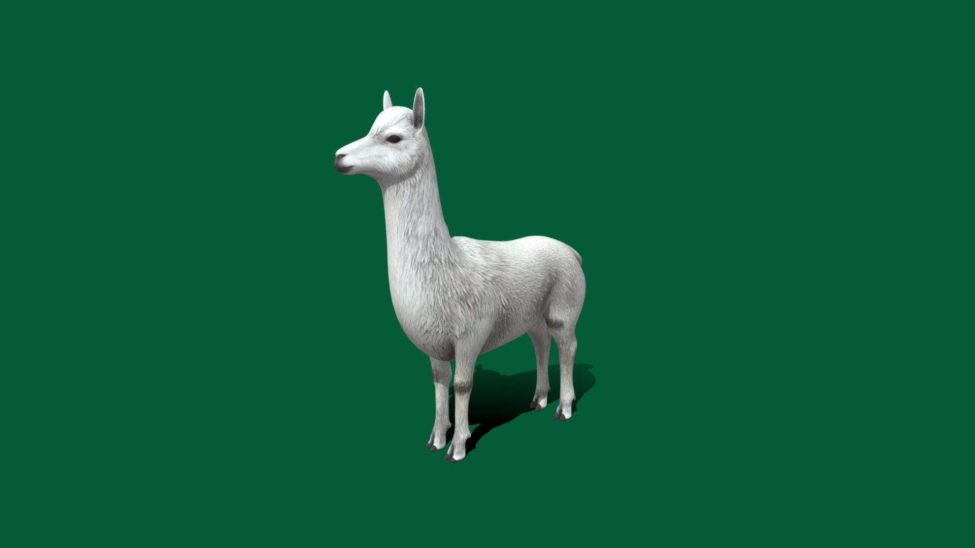 Alpaca (Non-commercial) - Download Free 3D model by Nyilonelycompany ...
