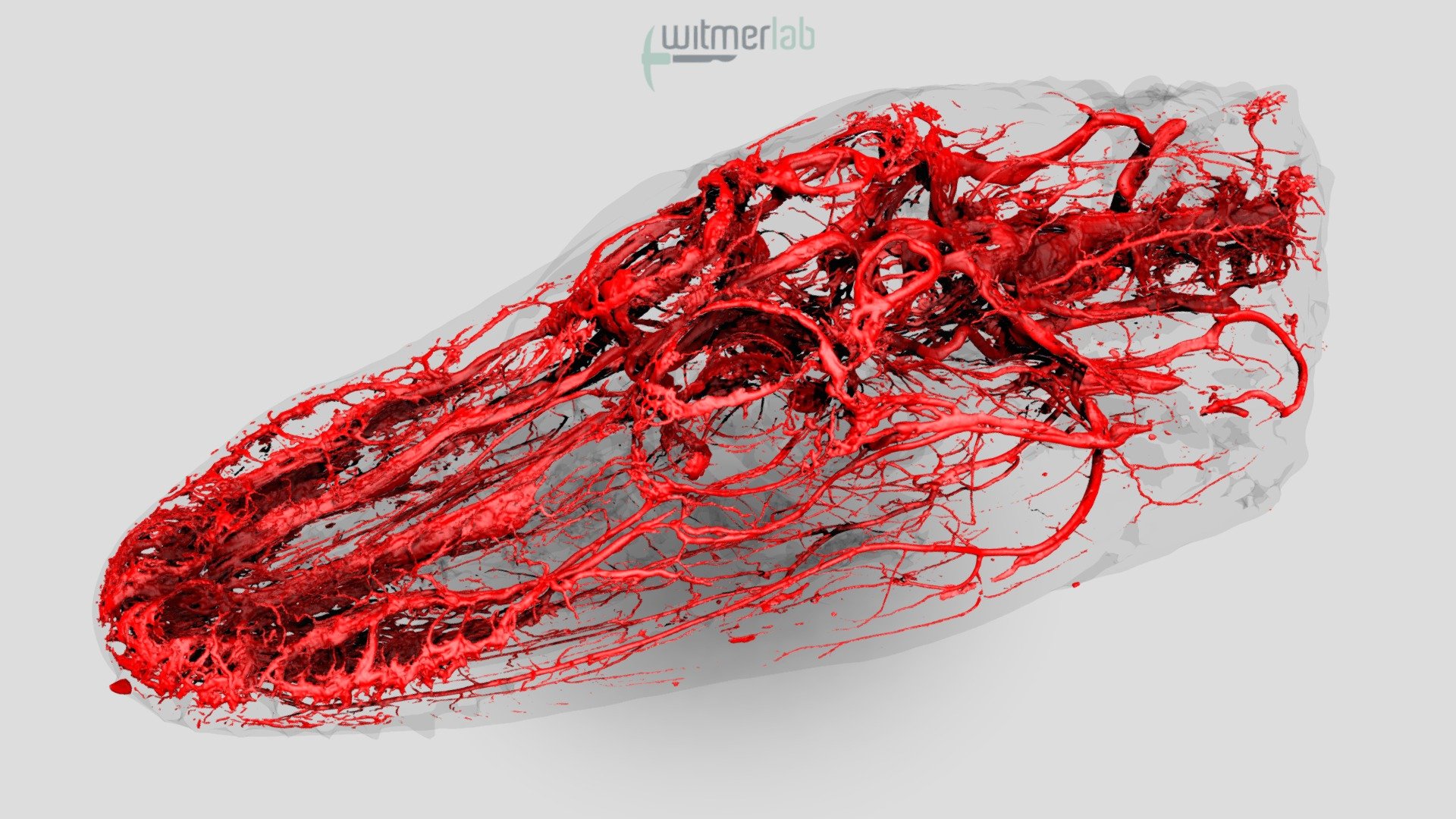 Blood vascular system of Alligator head - Download Free 3D model by ...