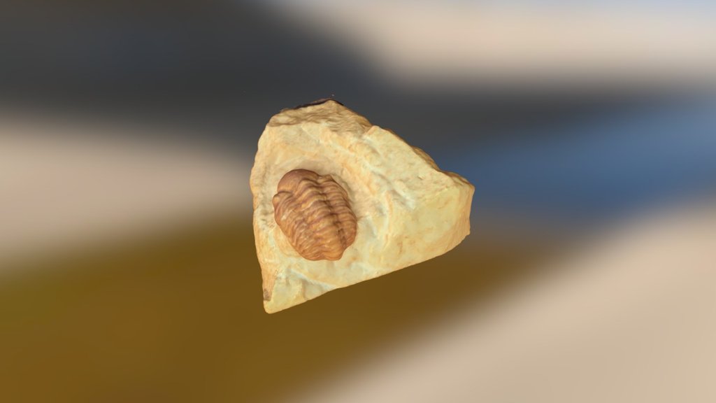 Trilobite (PG) - 3D model by staceydunn (@shelmfry) [e05d2cc] - Sketchfab