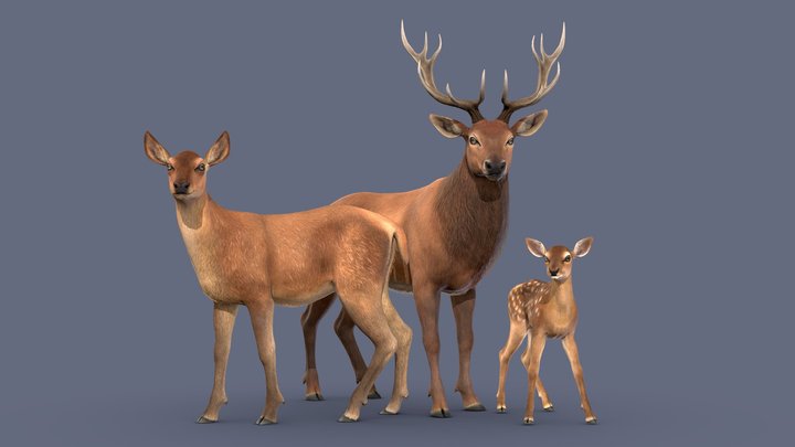 Doe 3D models - Sketchfab