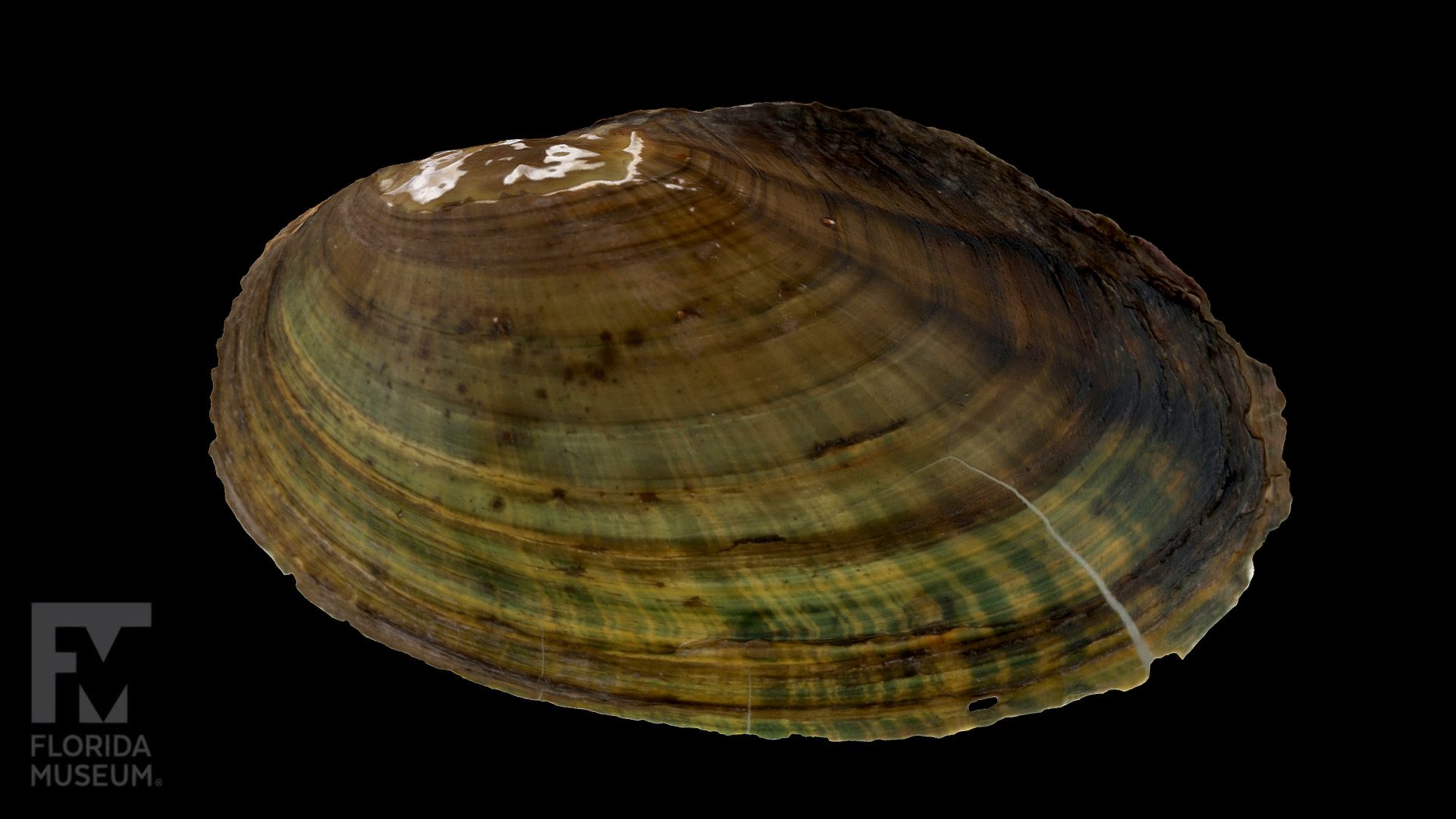 Florida Floater - Freshwater Mussel - 3D model by FloridaMuseum ...