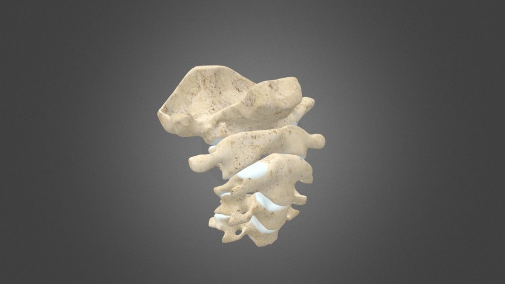 HumanX - CERVICAL SPINE - 3D model by HumanX Medical Simulators ...