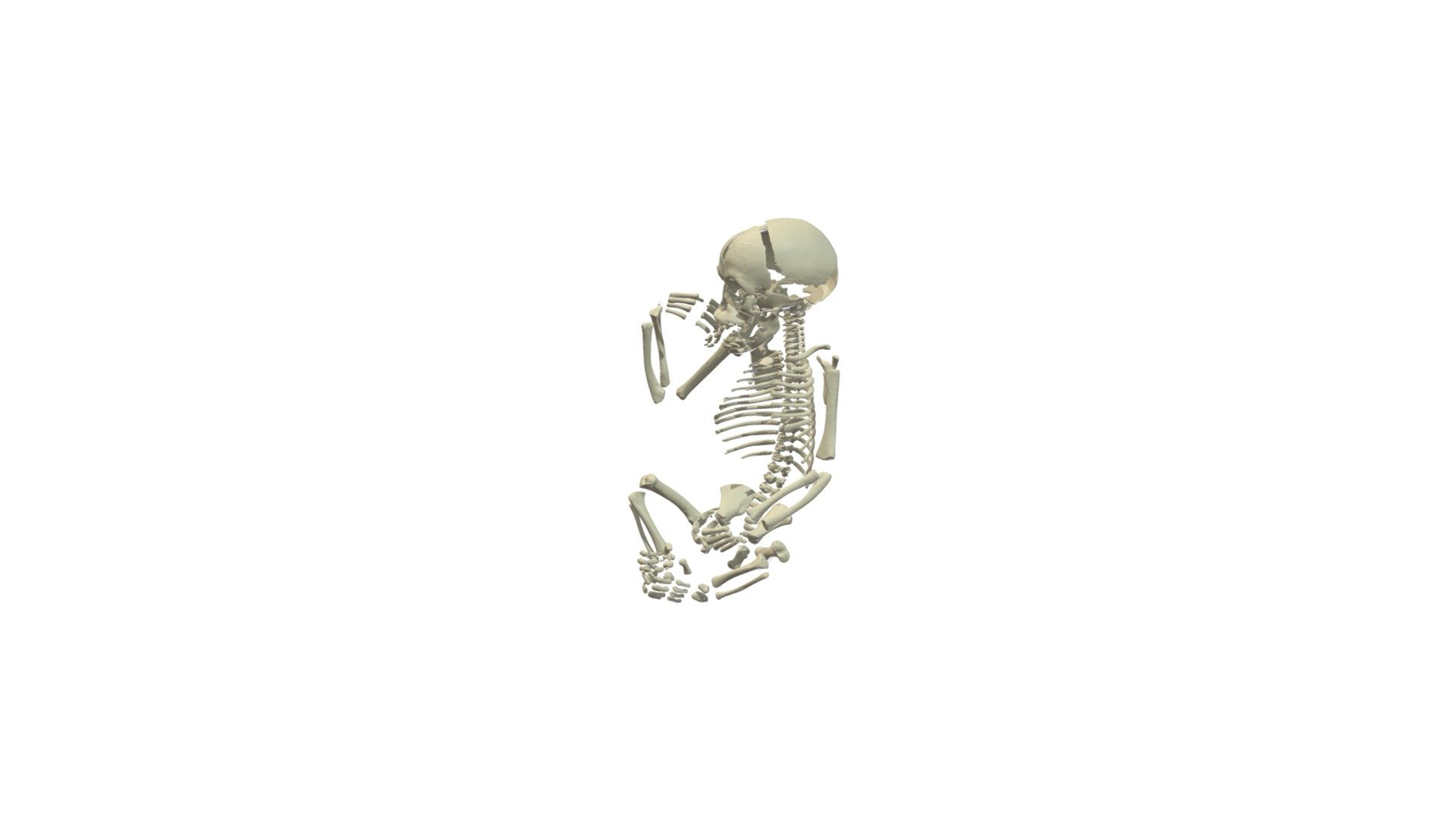 CT Based Fetal Common Chimpanzee Skeleton - Download Free 3D model by ...