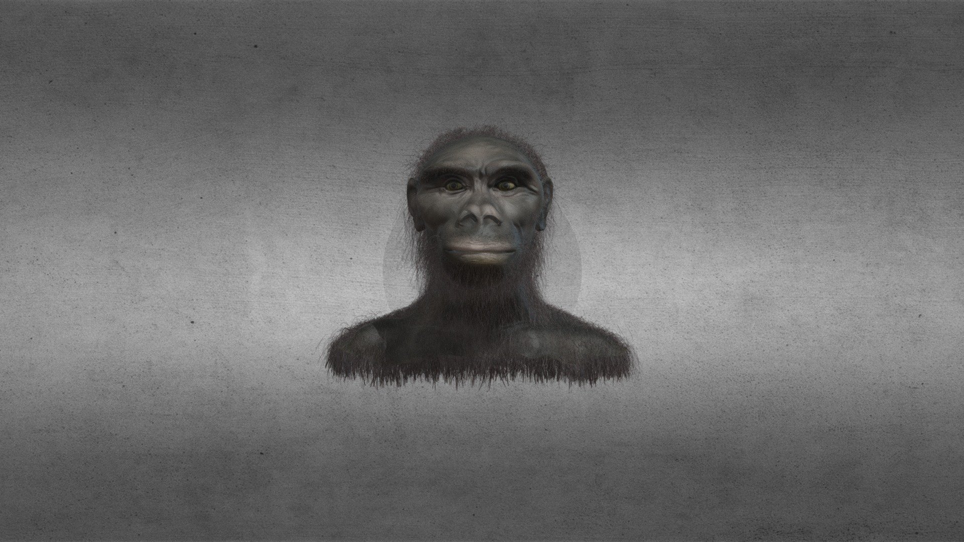 Australopithecus afarensis - 3D model by Marco Matta - Illustration ...