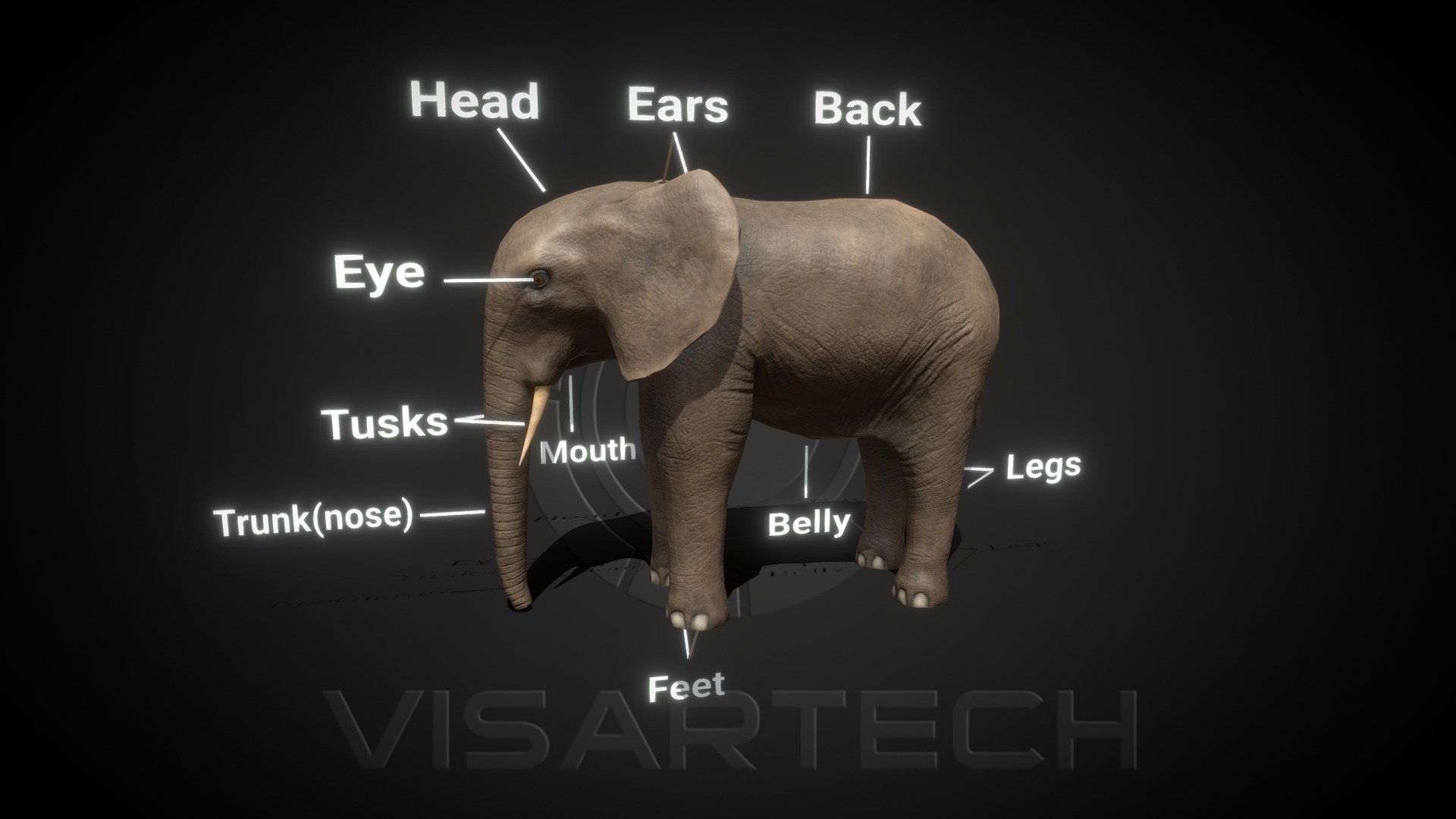 Elephant - 3D model by Visartech [e0730a0] - Sketchfab