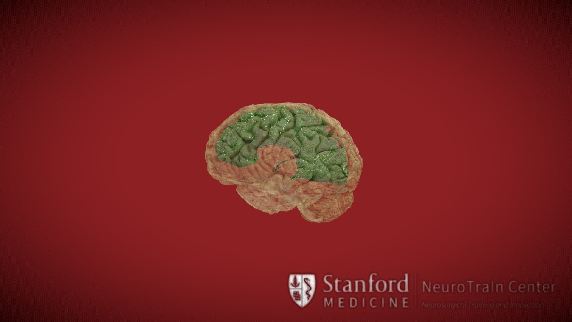 CC And Brain - 3D model by vv (@verav) [e07653c] - Sketchfab