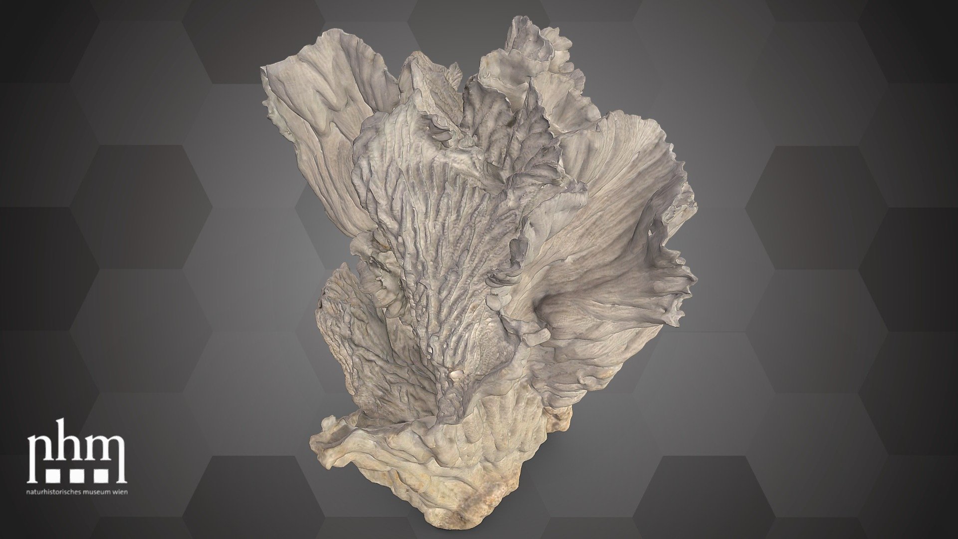 Merulina ampliata (NHMW- Zoo3-EV15378) - Download Free 3D model by ...