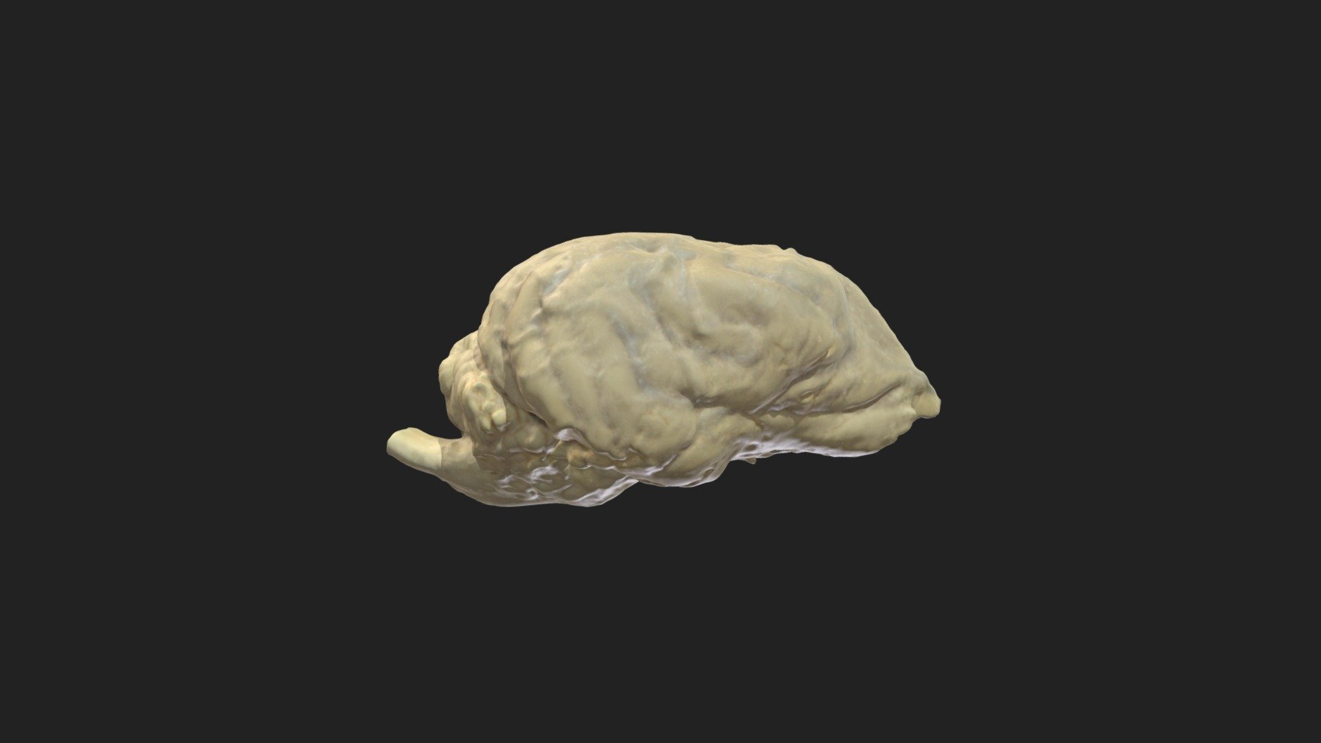 overview dogs brain - 3D model by vetanatMunich [e07d910] - Sketchfab