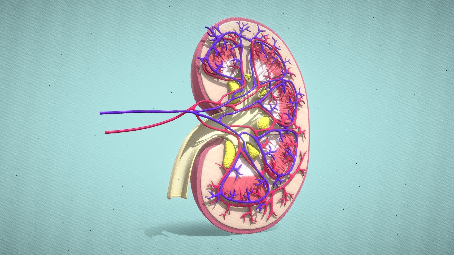 Human Kidney Cross Section - 3D model by arloopa [e07e672] - Sketchfab