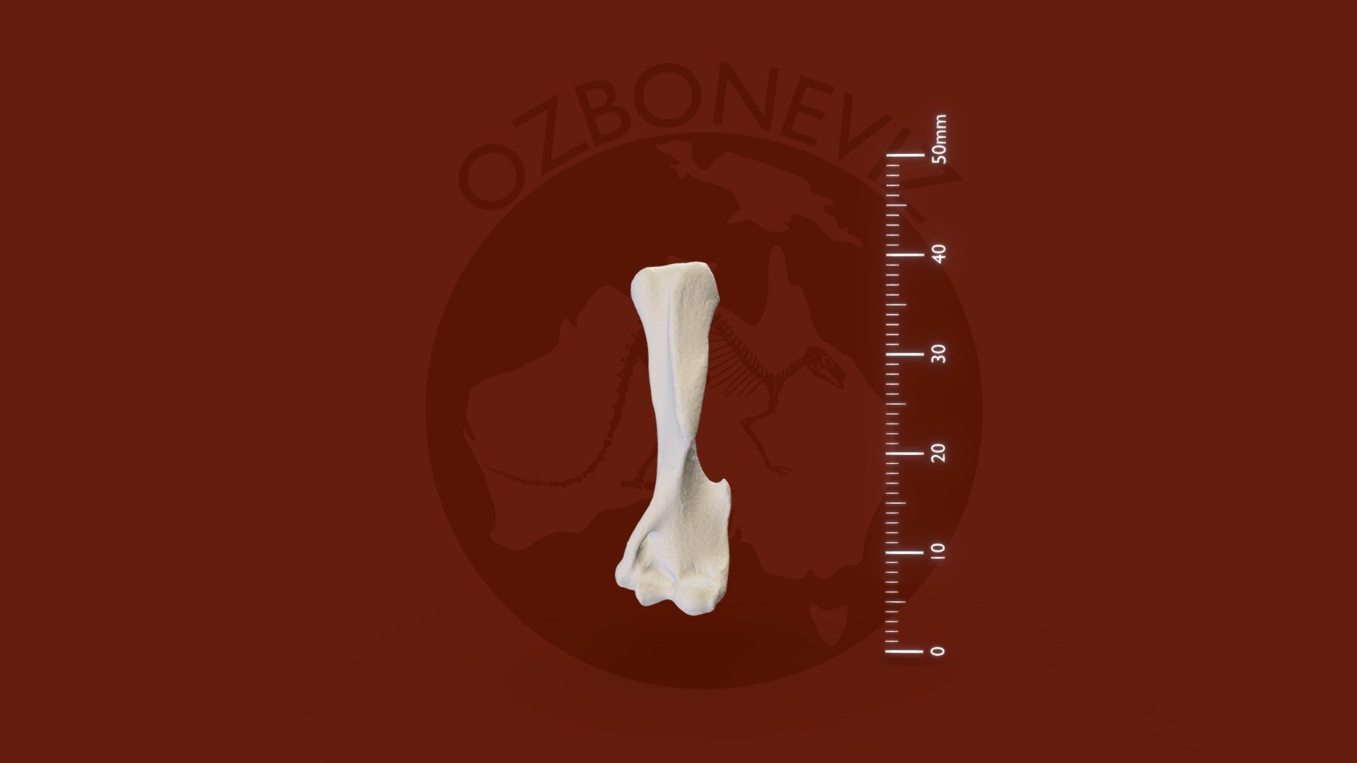 Woylie (brush-tailed bettong) humerus - 3D model by Ozboneviz [e080c59 ...