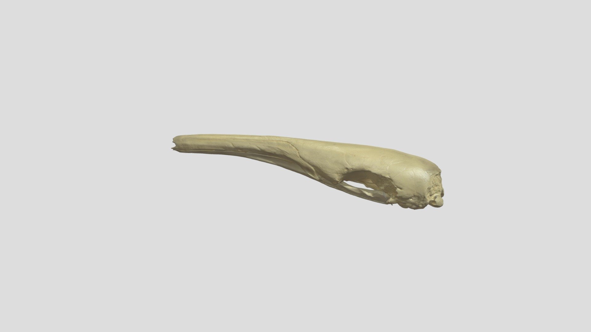 giant-ant-eater-skull - 3D model by robertag [e093b8f] - Sketchfab