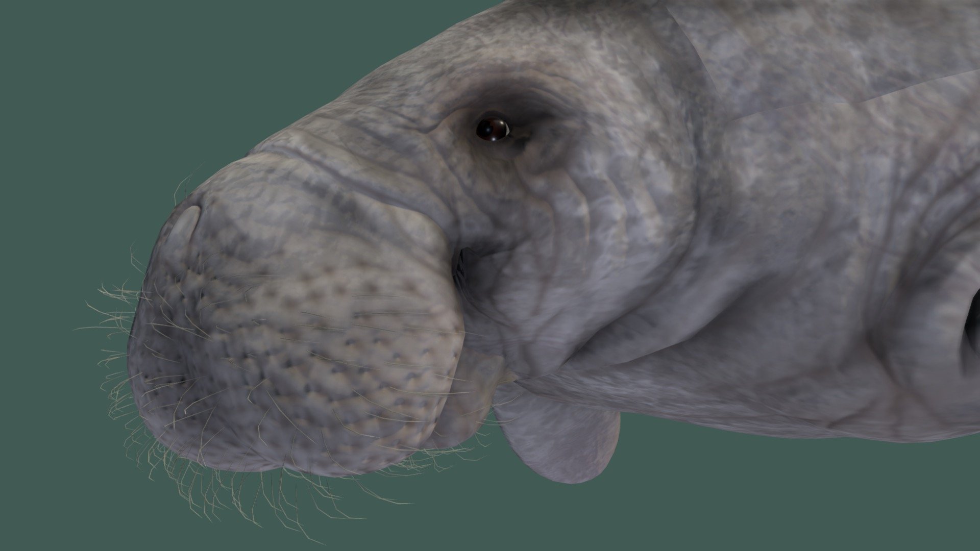 Florida Manatee and her Calf - 3D model by Kenny Maguire Studio (@Kenny ...