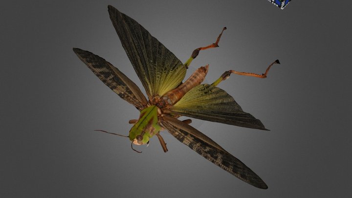 Migratoria 3D models - Sketchfab