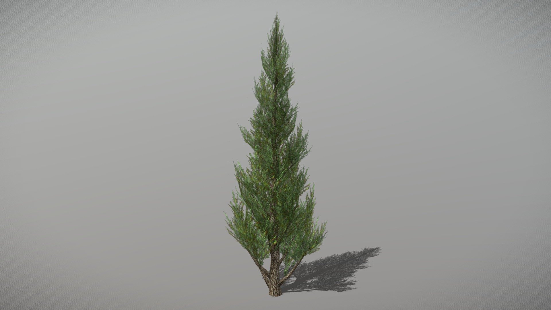 Juniper 1 (Animated Tree) - Buy Royalty Free 3D model by bsp [e0a608b ...