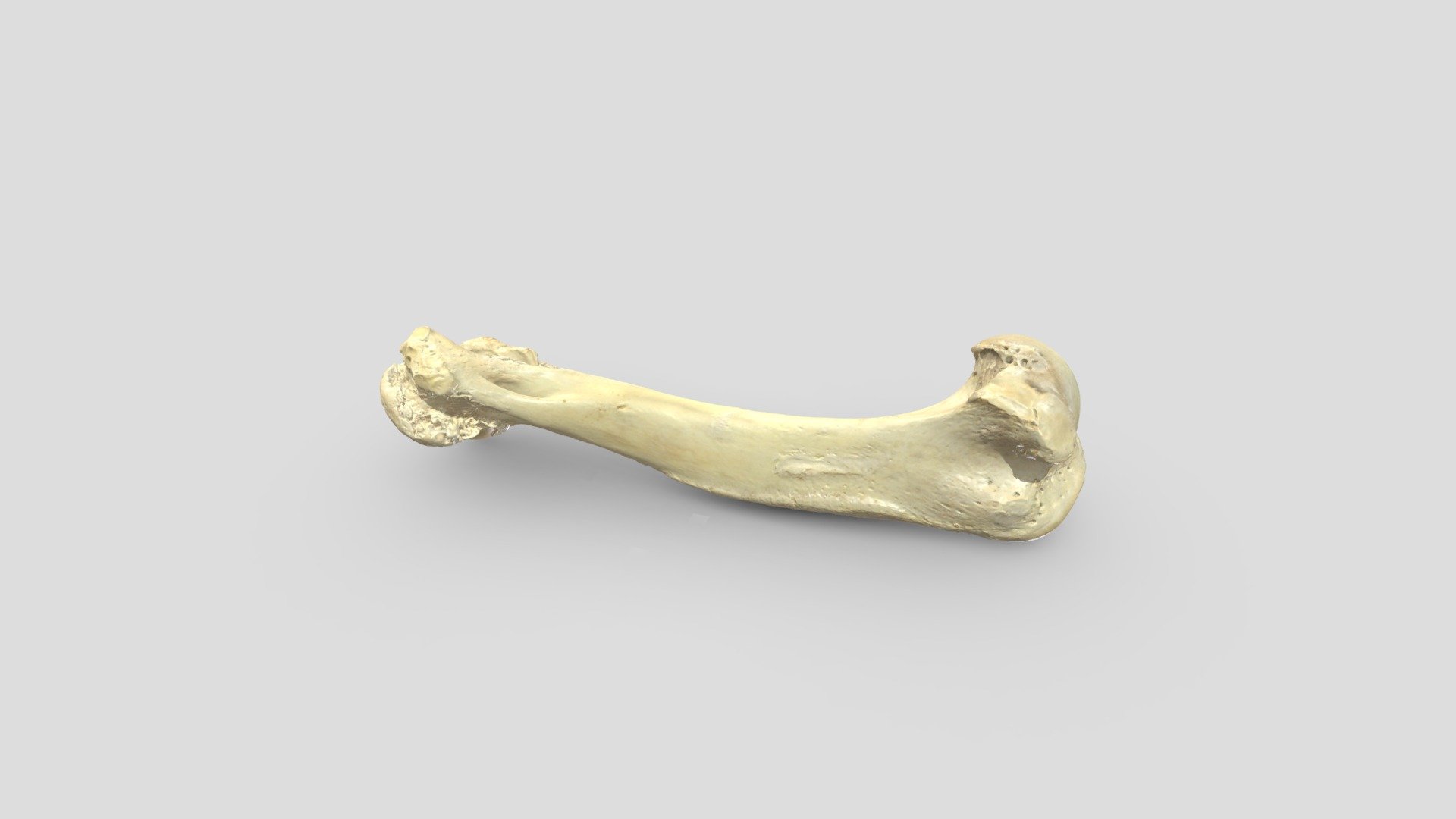 Tigris felkarcsont/Tiger humerus - 3D model by Herman Ottó Múzeum ...