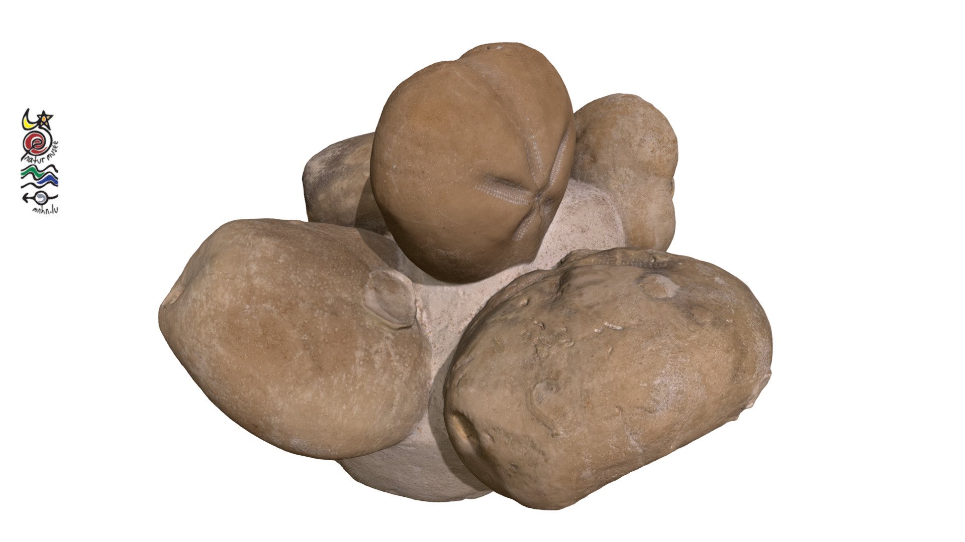 Micraster sp. - QB509 - Download Free 3D model by Musée national d ...