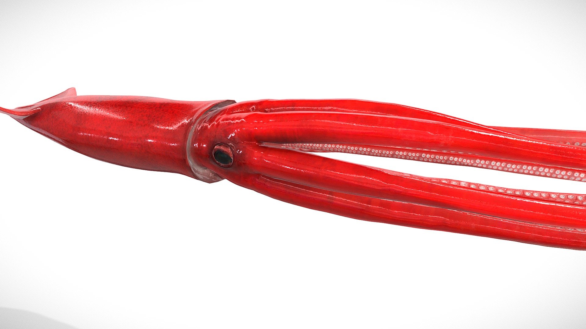 Giant Squid - Buy Royalty Free 3D model by Etherion Designs ...