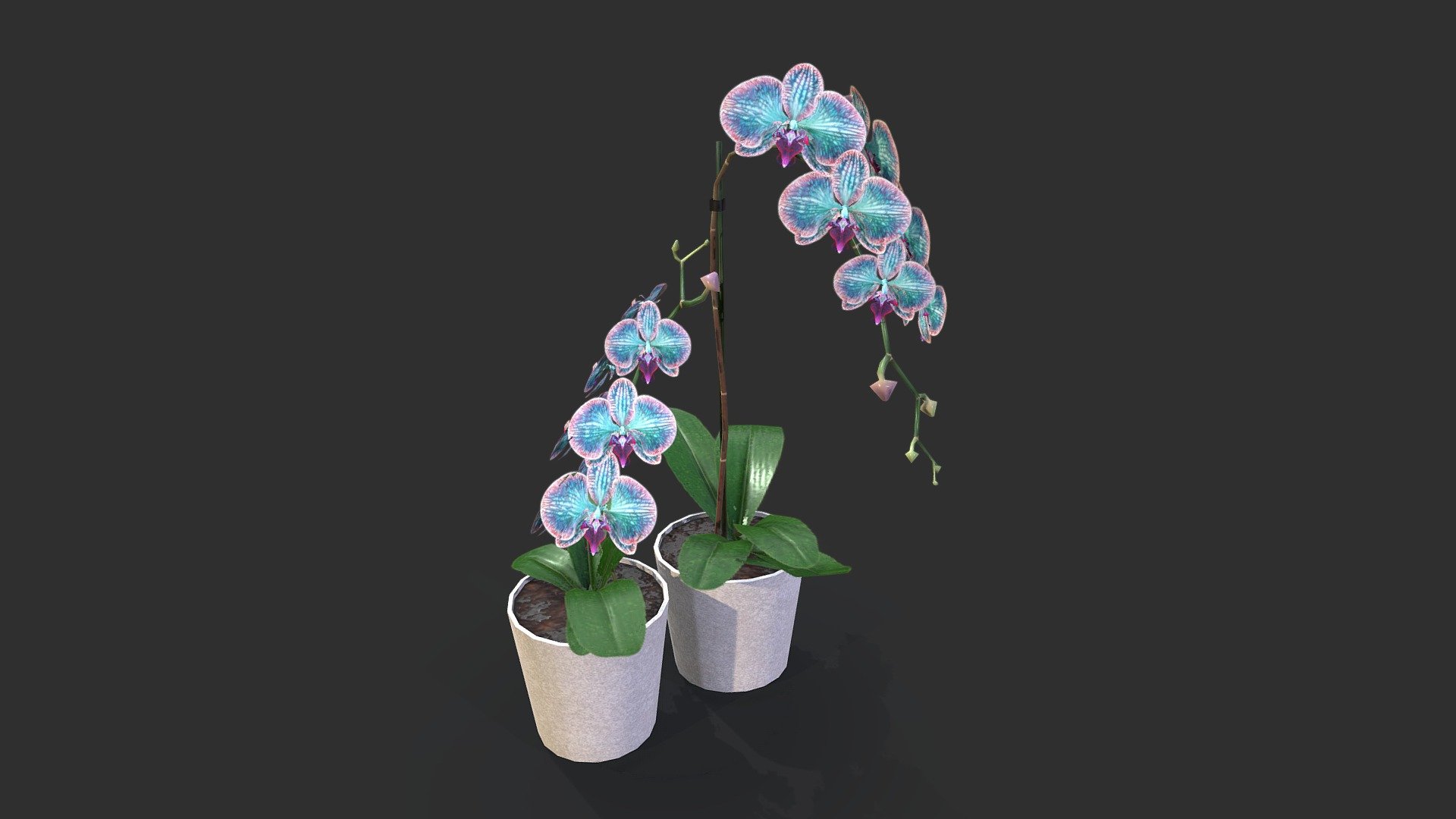 Orchids - 3D model by Violaine [e0afc3e] - Sketchfab