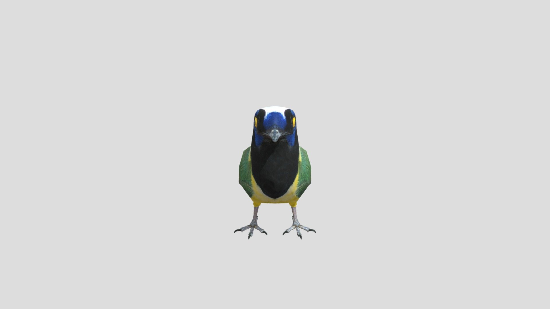 Inca Jay Blend - 3D model by SAVIA_Colombia (@Minambiente_Col) [e0b3442 ...