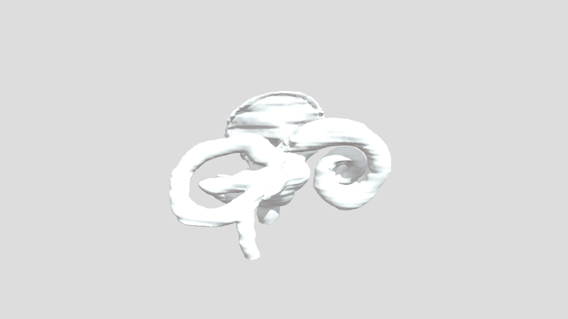 Cochlea - 3D model by johnzhang15 [e0b5bb5] - Sketchfab