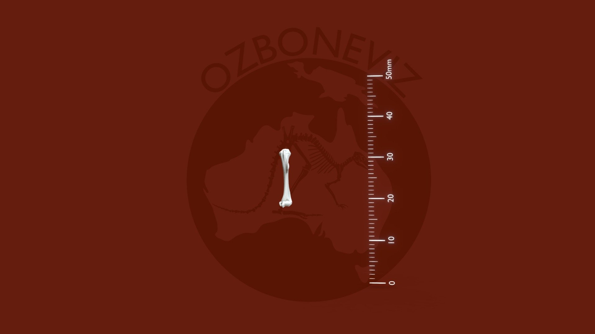 Mitchell's hopping-mouse humerus - 3D model by Ozboneviz [e0b5fbe ...