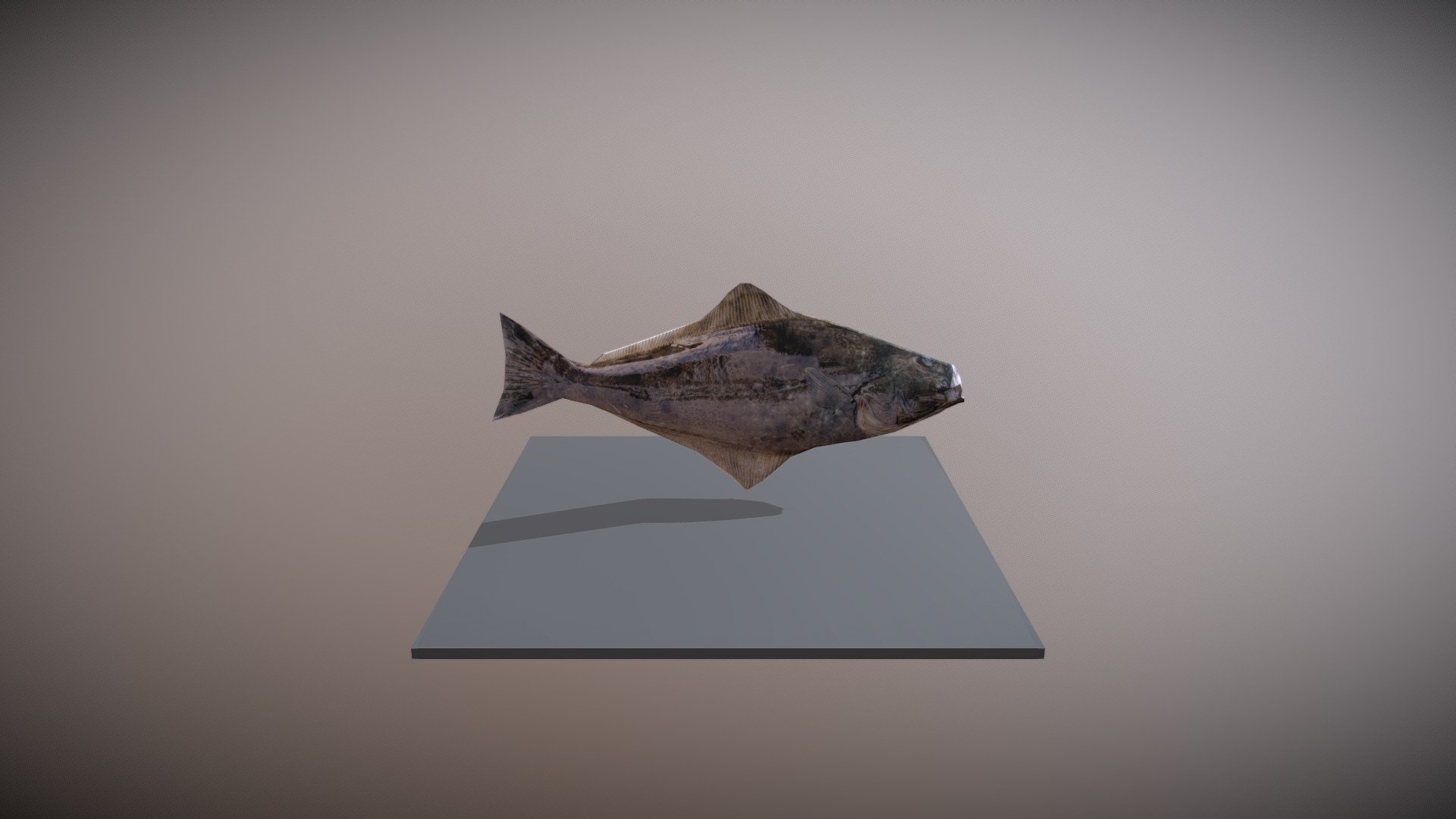 Halibut - 3D model by dapra_96 [e0bb5c4] - Sketchfab