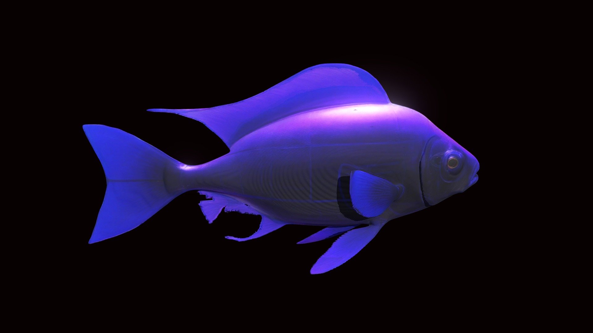 Futuristic Bioluminescent Fish 🐟 - Download Free 3D model by ...