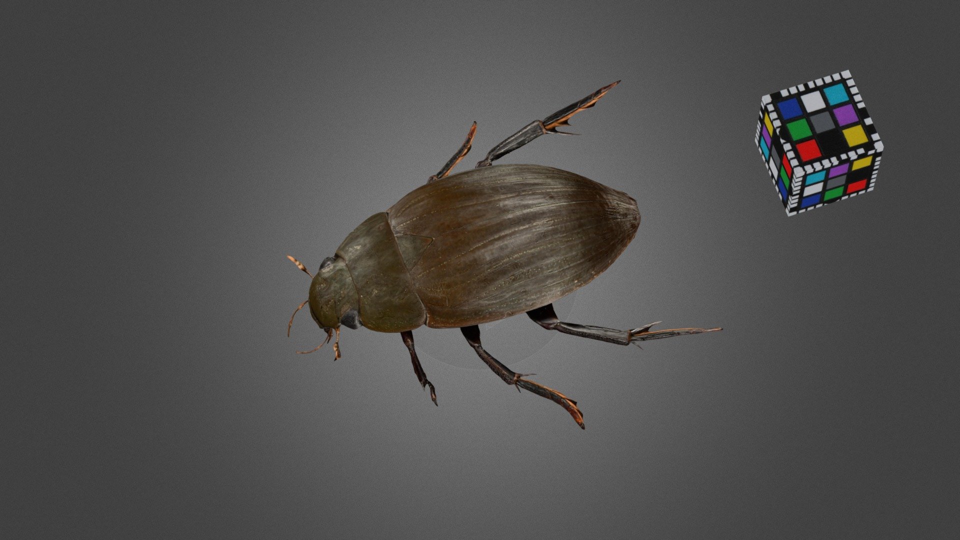 ガムシ Dark Diving Beetle, Hydrophilus acuminatus - Download Free 3D model ...
