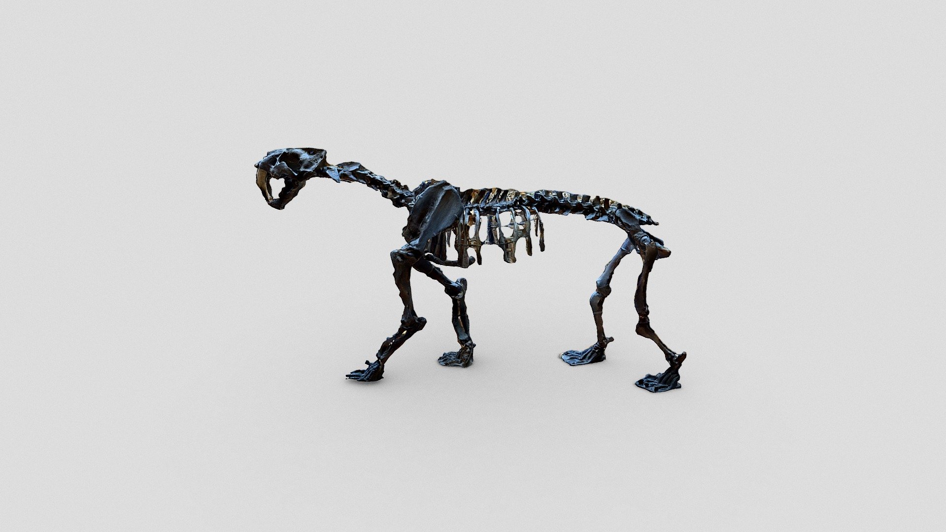 Sabertooth tiger (2) - Download Free 3D model by Emm (@edemaistre ...