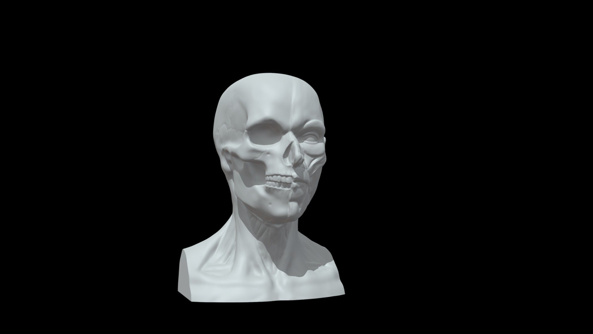 Anatomical bust - 3D model by KateuszMaminski [e0c8548] - Sketchfab
