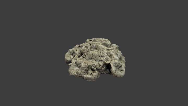 Sea-sponge 3D models - Sketchfab