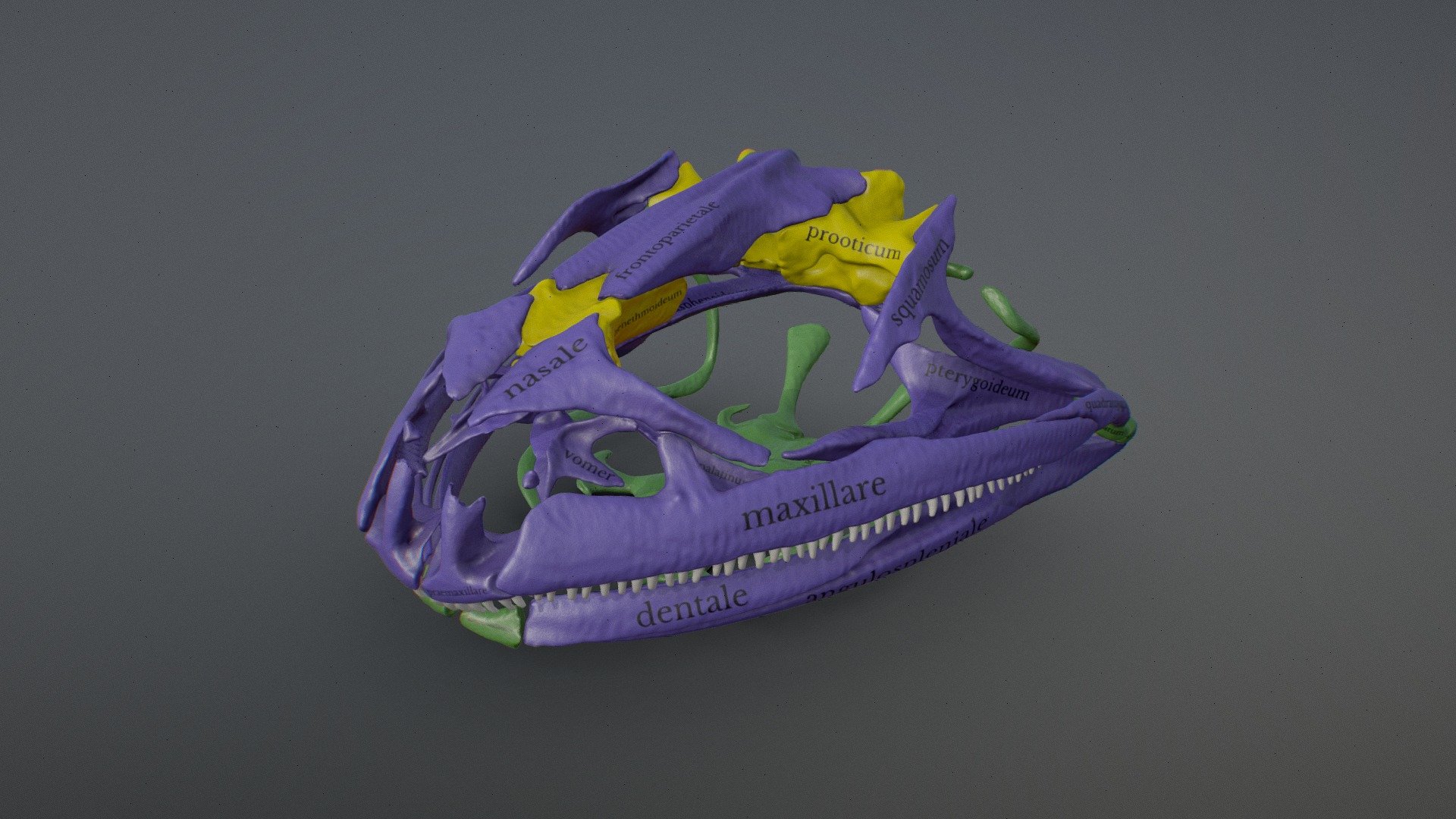 Glaveni skelet zelene žabe (Pelophylax sp.) - 3D model by moma9292 ...