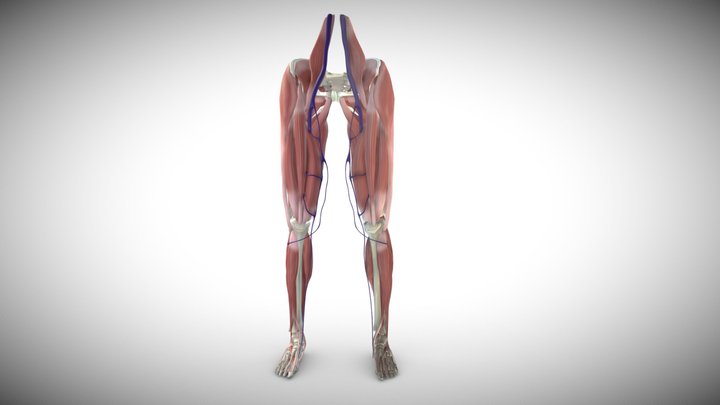 Pelvis 3D models - Sketchfab