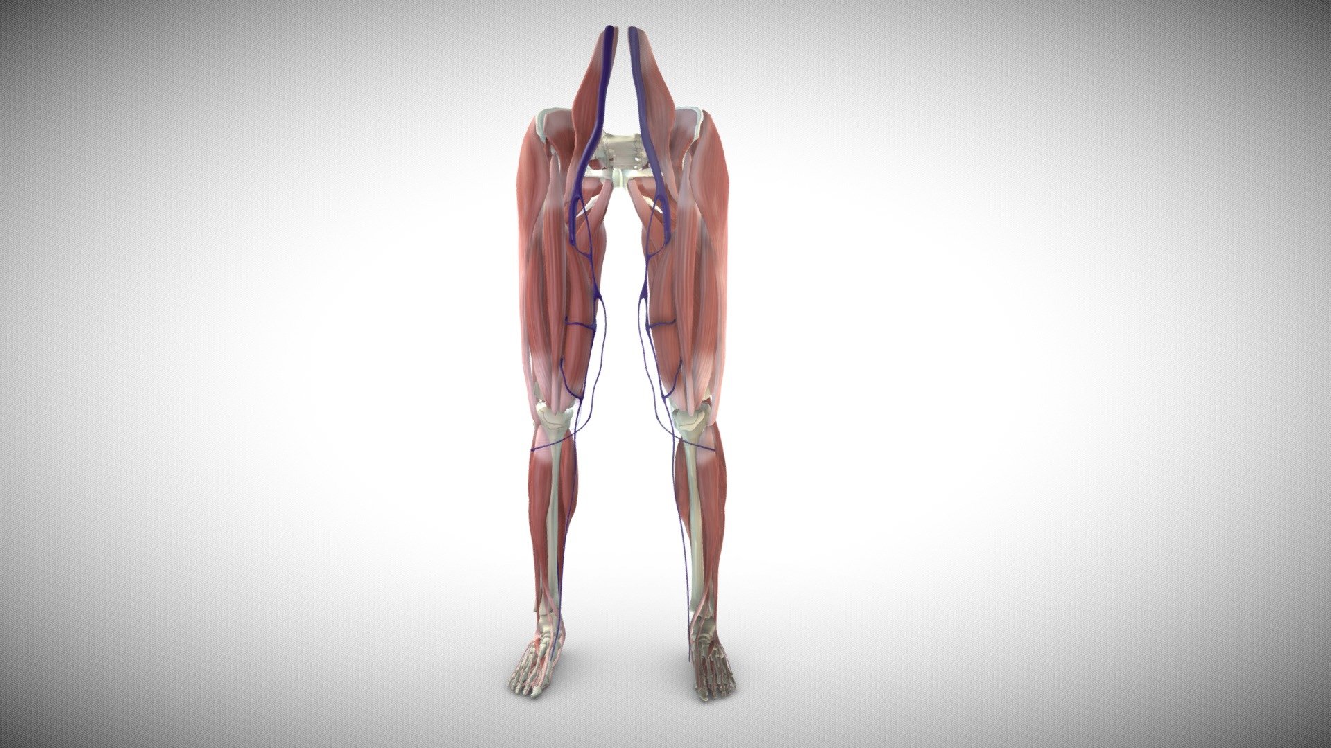 Lowerlimb anatomy - Buy Royalty Free 3D model by Sets & Kits ...