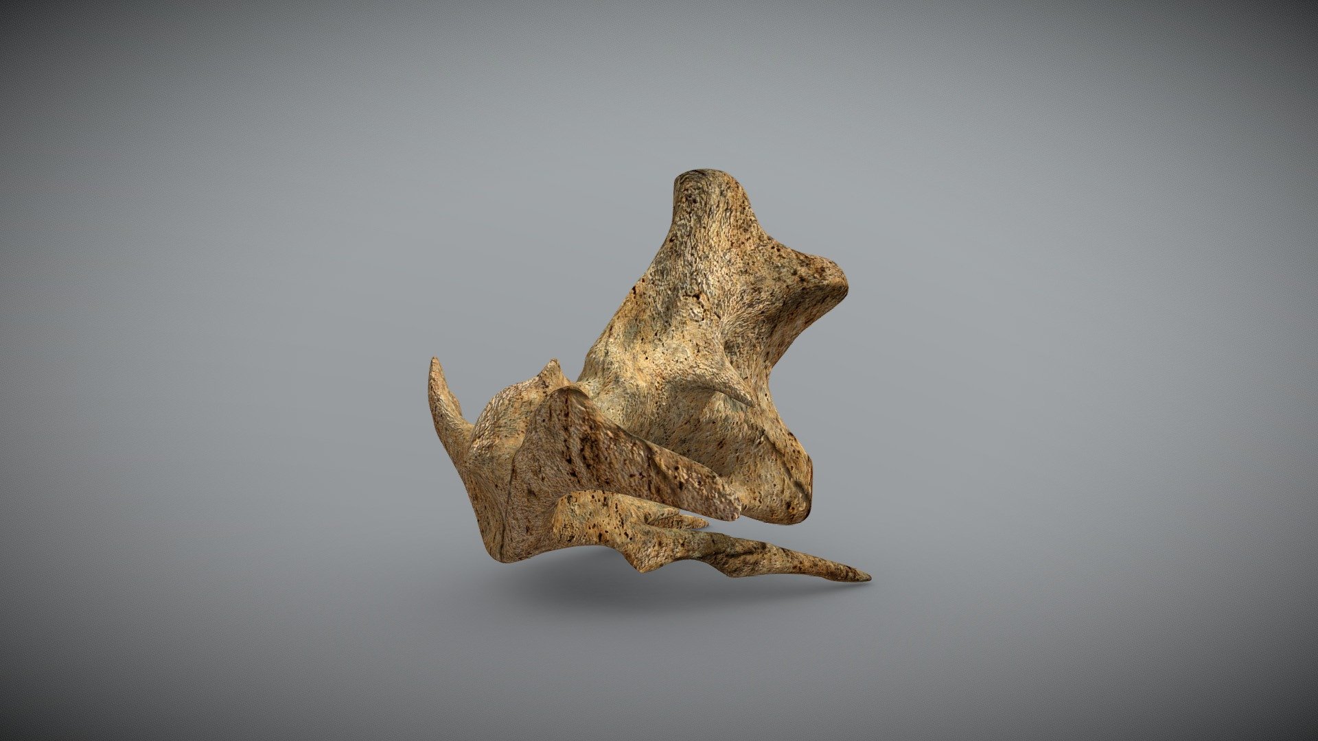Diplodocus Carnegii Vertebra - 3D model by Asylum Nox (@peter.pottiez ...
